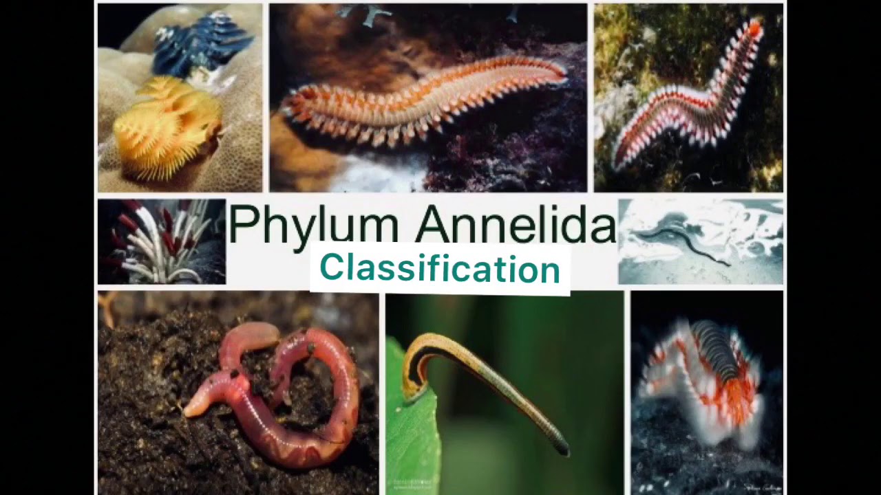 Classification of Annelida - YouTube