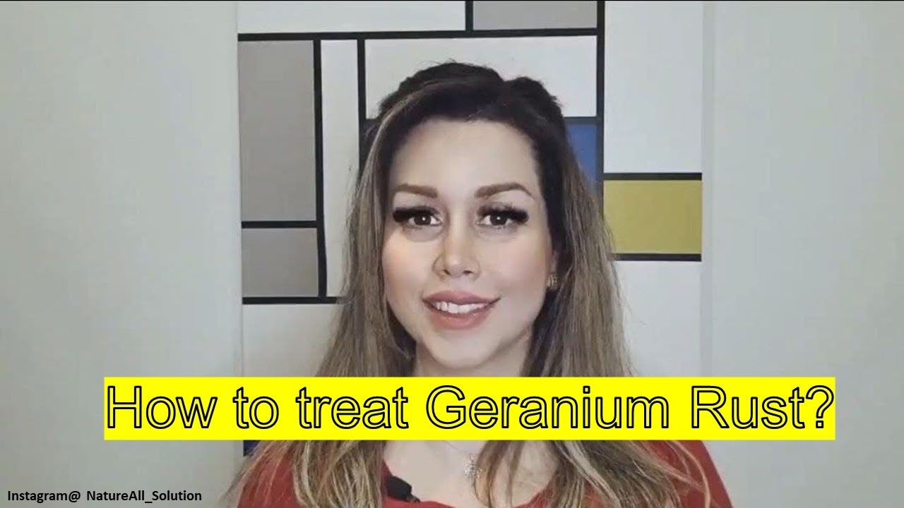 How to treat Geranium Rust? - YouTube