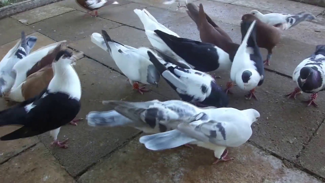 Kaftar Afghani - YouTube