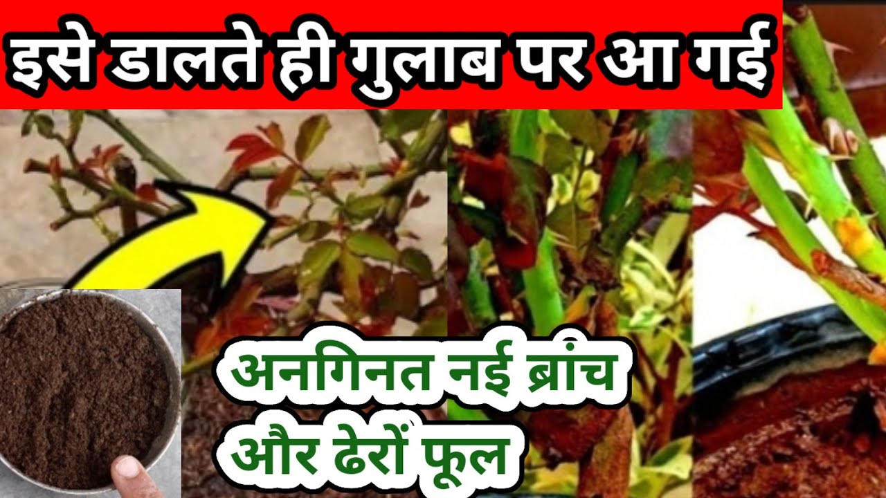 Rose plant growing tips. Rose plant care/How to get maximum flowers on ...