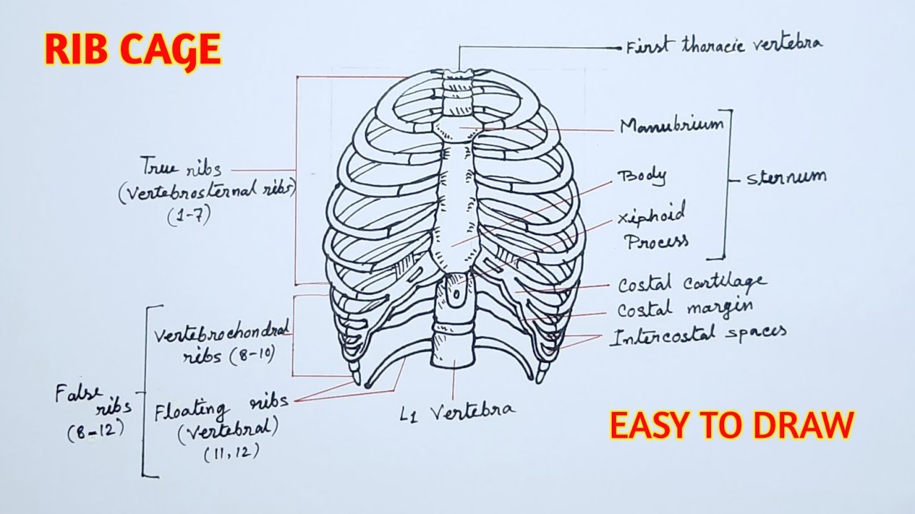 Discover Easy Techniques for Drawing Thoracic Cage | Simple Rib Steps ...