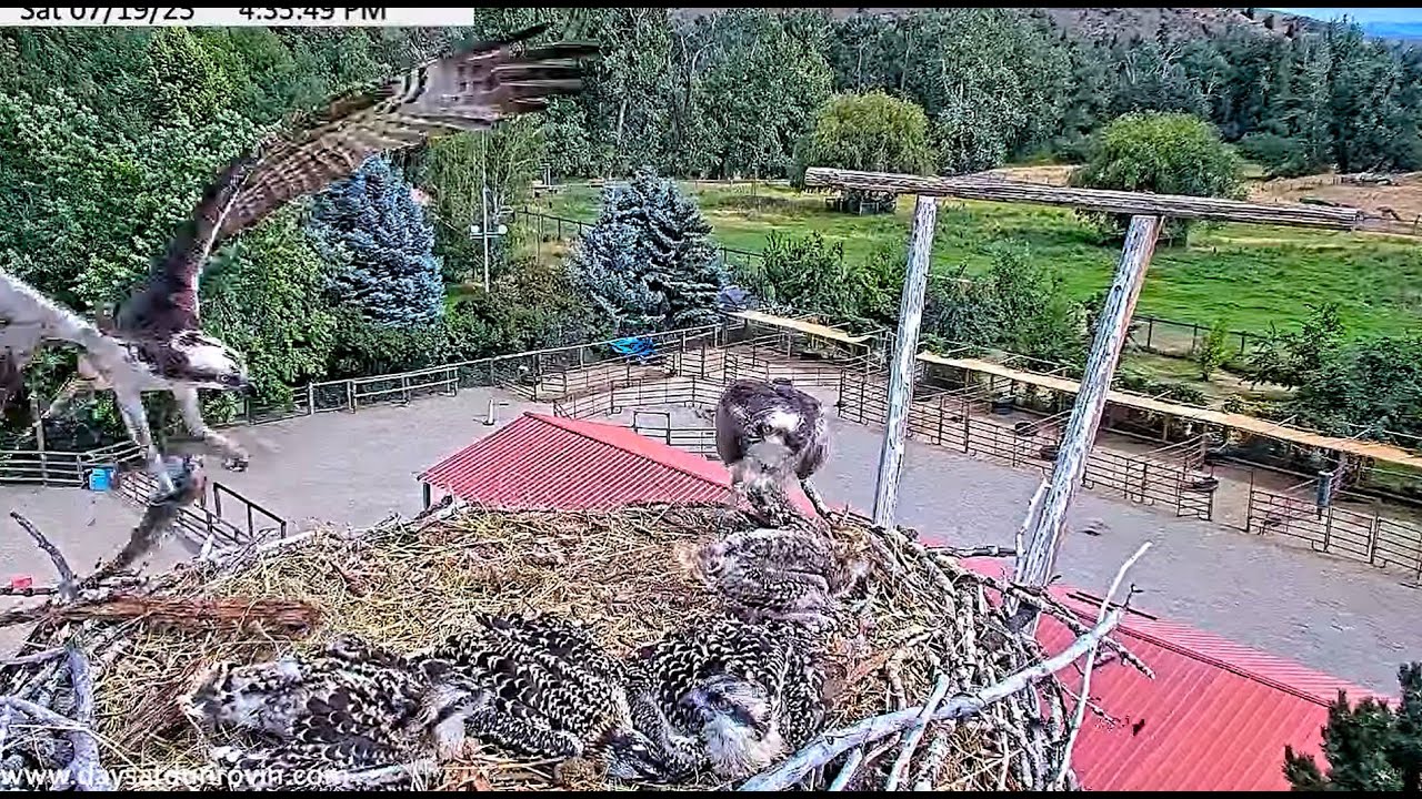 Too many fish! Live ones, partial ones, redeliveries, all day dawn to ...