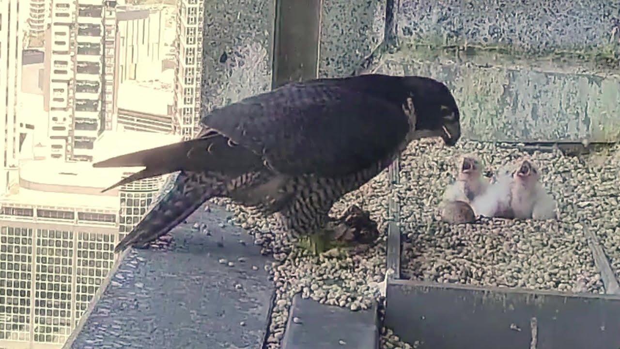 367 Collins Falcons~Male brings prey! Mom is feeding the chicks~1:02 p ...