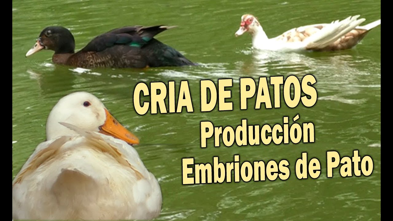 CRIA DE PATOS PRODUCCION DE EMBRIONES DE PATO - YouTube