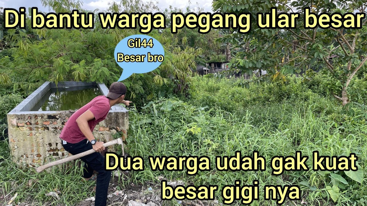 MENEGANGKAN WARGA GAK KUAT PEGANG BADAN ULAR PYTHON LIAR BESAR DI LUAR ...