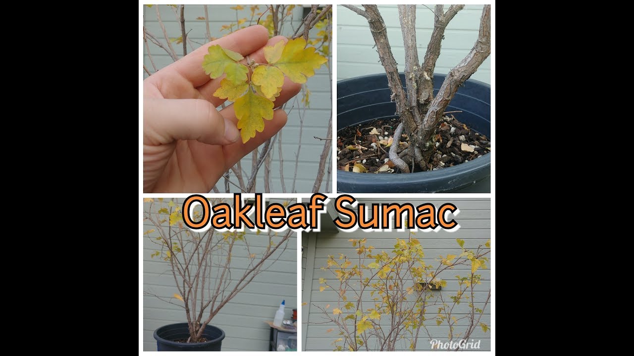 Oakleaf Sumac - Potential pre-bonsai (Rhus Trilobata) - YouTube