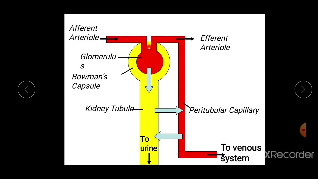 practical physiology of urogenital module Part 2 ( Clearance tests) Dr ...