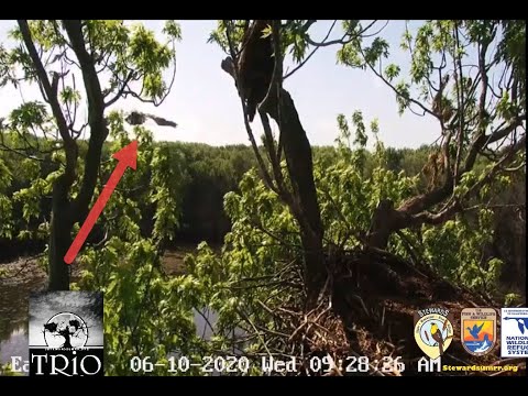 The Trio Eagle Cam - first eaglet to fledge this season ~ June 10, 2020 ...