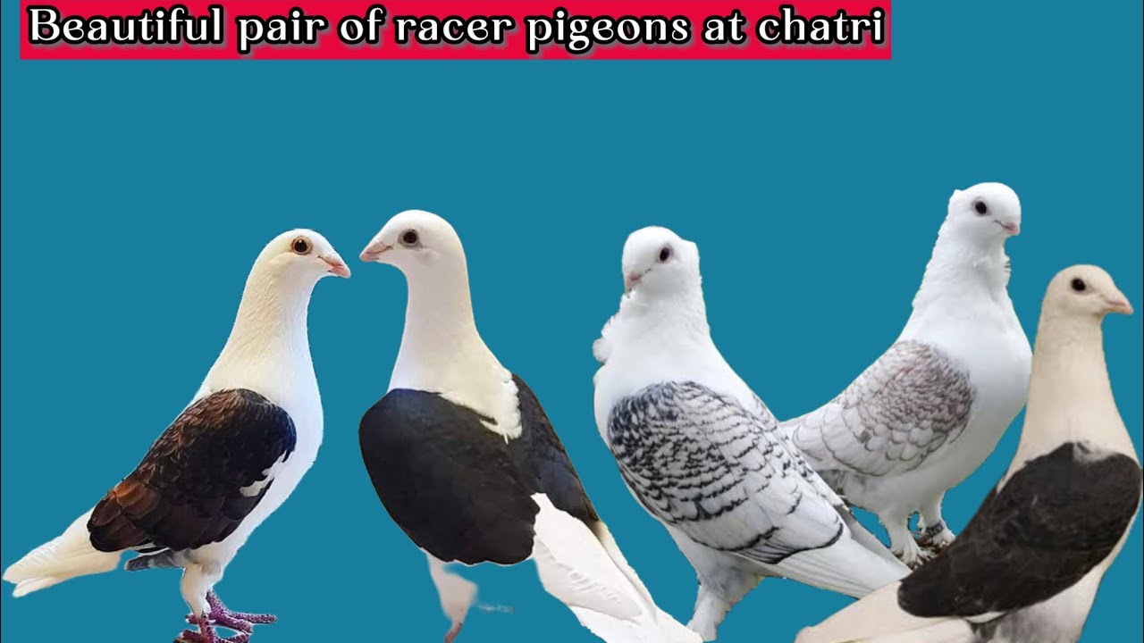 Beautiful pigeons | kabutar ki video | kabutar baaz | birds vlogs ...