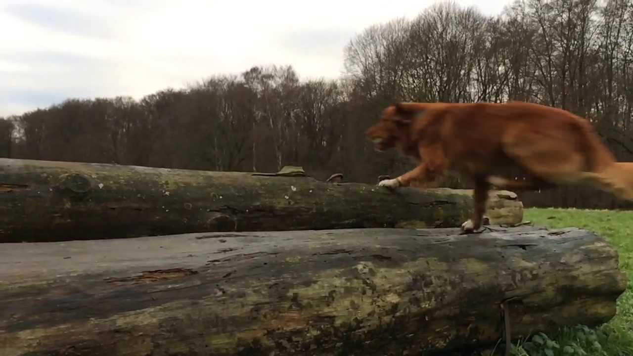 Der Toller Aussie - YouTube