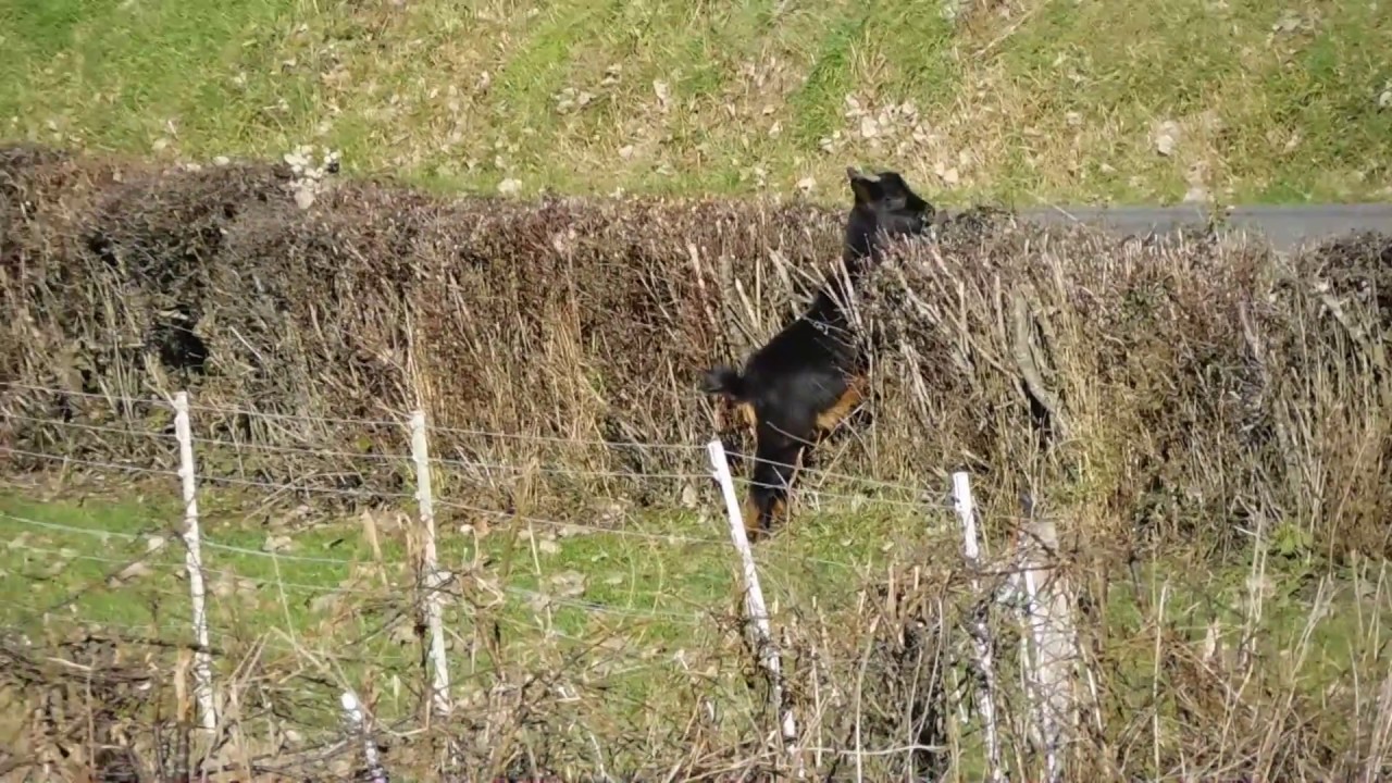 escaping goat 2 - YouTube