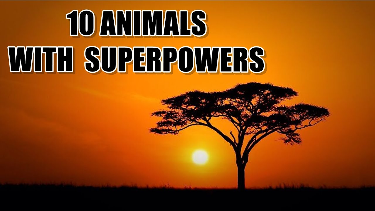 10 ANIMALS WITH SUPERPOWERS - YouTube