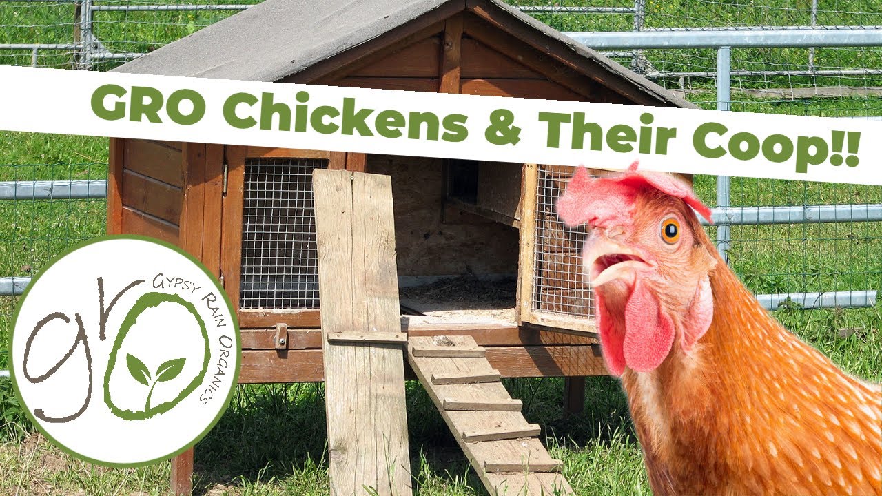 GRO Chicken's & Their Coop - YouTube