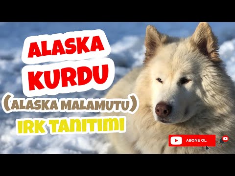 Alaska Kurdu (Alaska Malamutu) - Irk Tanıtımı