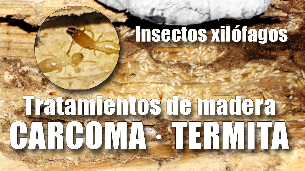 Tratamientos de madera contra insectos xilófagos - YouTube