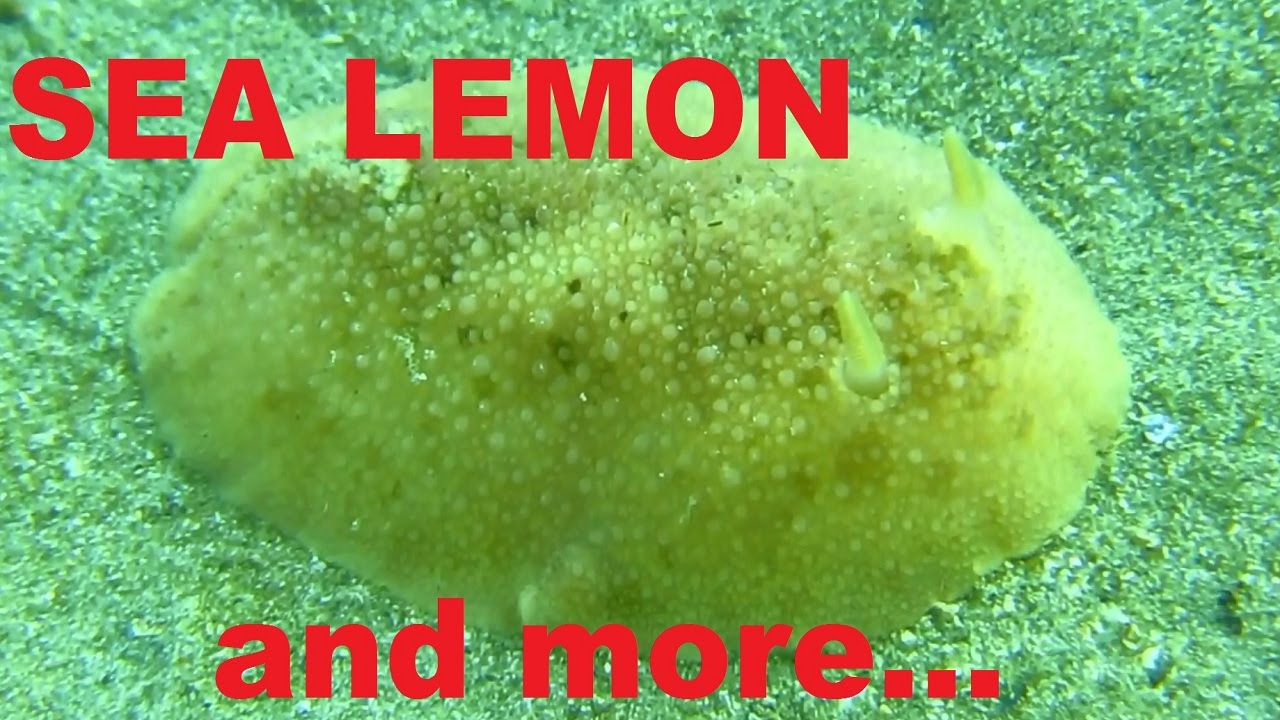 SEA LEMON and more creatures - YouTube