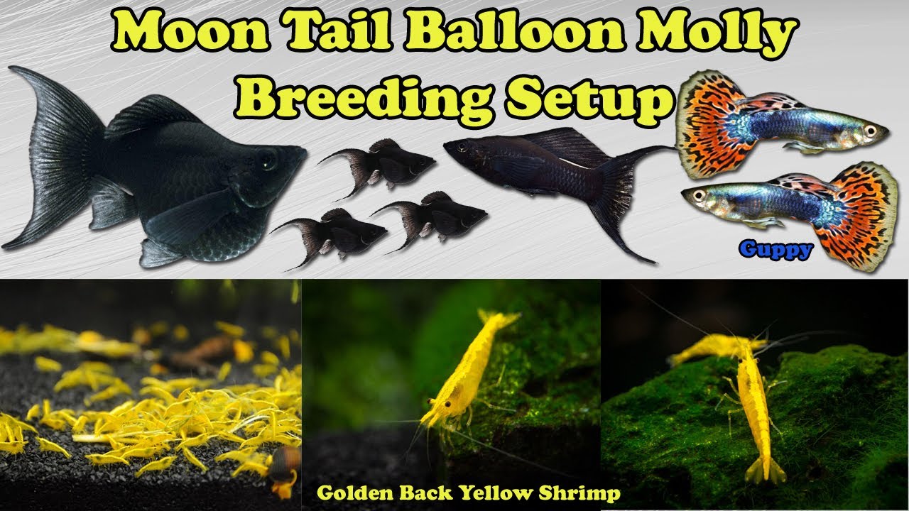 Moon Tail Balloon Molly Breeding Setup | Guppies | Yellow Shrimp | LIVE ...