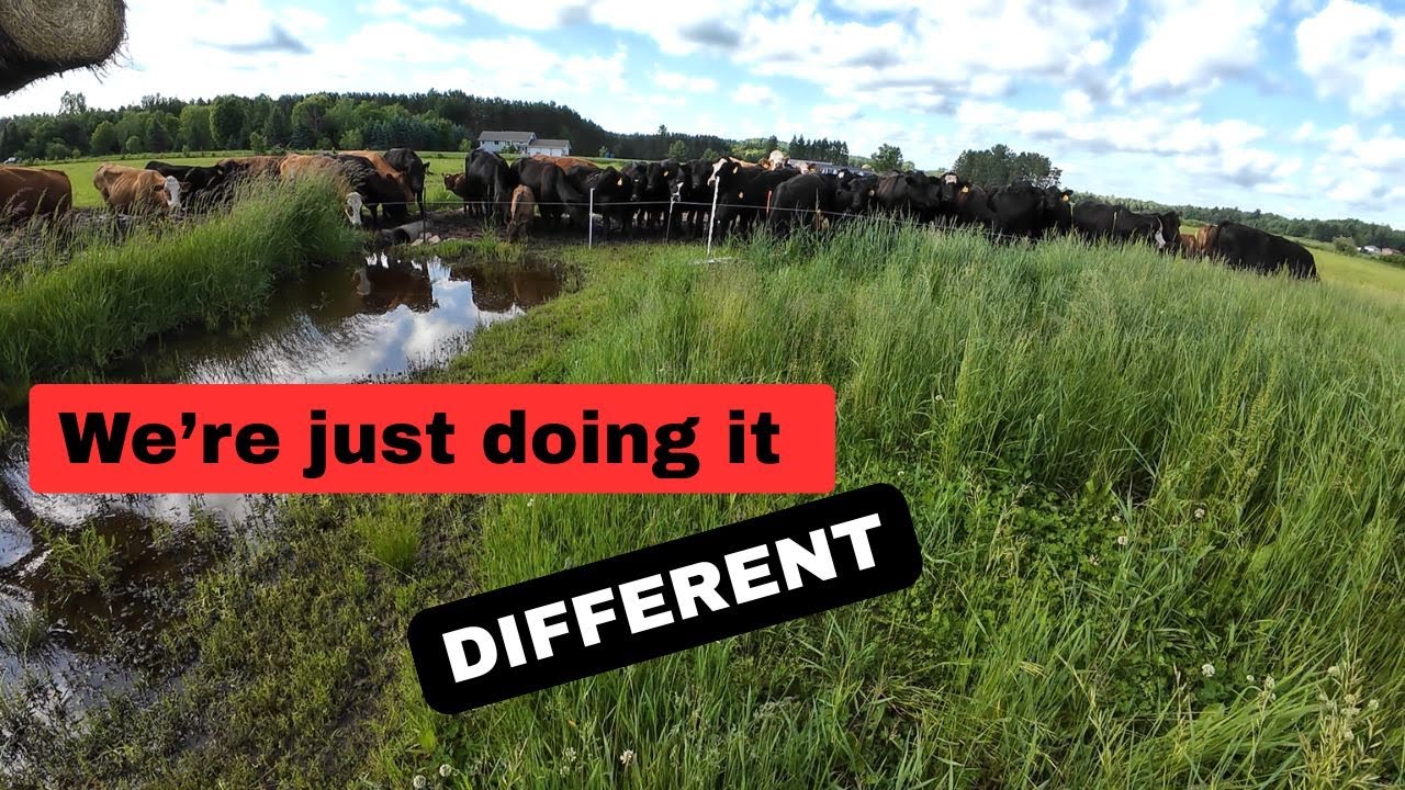 Only bad options for the Cows! We're just doing it different. - YouTube