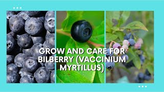 Bilberry Gardening: The Ultimate Guide to Growing and Caring for Bilberry  (Vaccinium myrtillus)