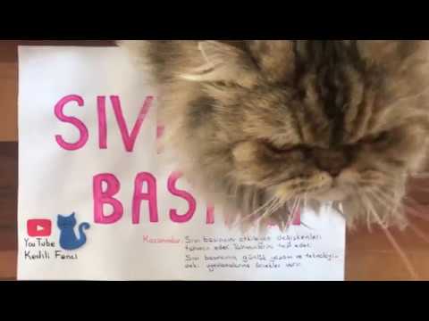 SIVILARIN BASINCI ( LGS 2019)