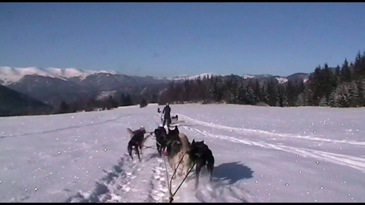 Winter Holidays in Slovakia - Dog sledding Adventure - YouTube
