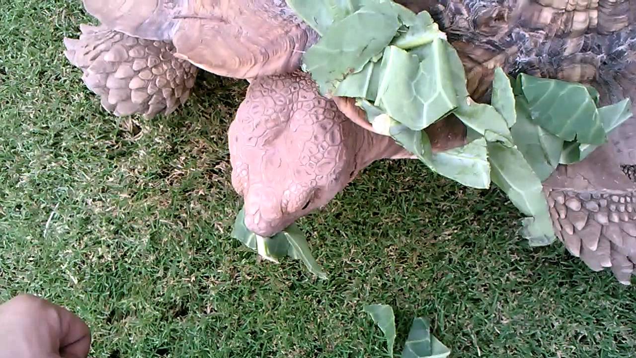 Tortoise attack - YouTube