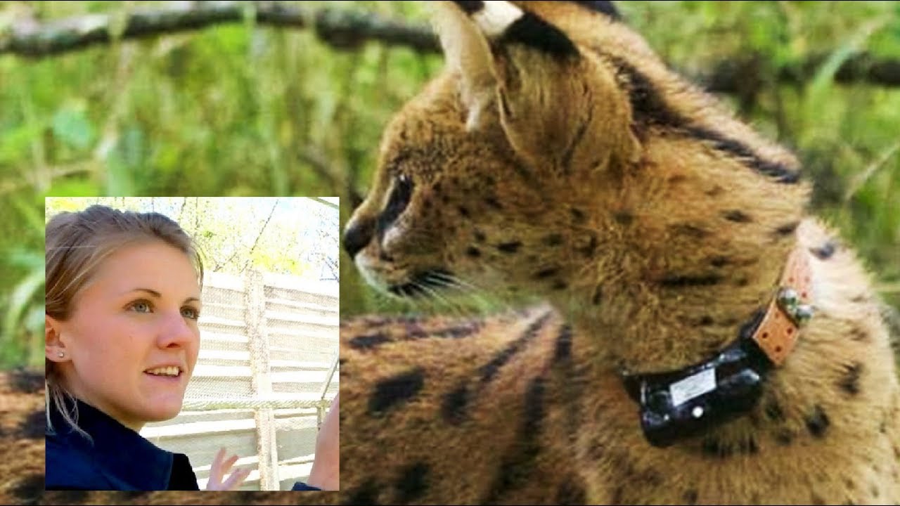 Quick look at Baye who saves wildlife in Zimbabwe - YouTube