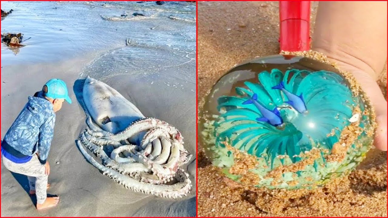 Fishermen Catch Sea Monsters 🦑🦀 ASMR Relaxing (Catch Shark, Fish, Clam ...