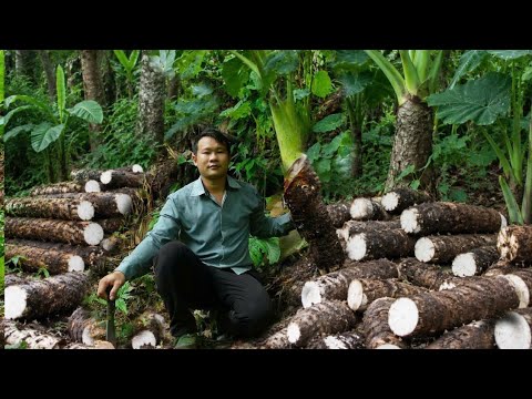 Yabani taro hasadı – Geleneksel tarife göre pişirilip damıtılıyor // David Triệu