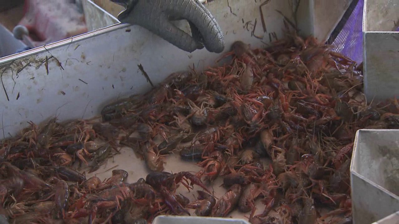 Bad weather and low commodity prices take a toll on Louisiana's ...