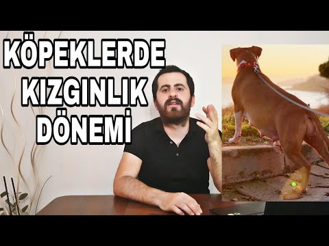 KÖPEKLERDE KIZGINLIK BELİRTİLERİ NELERDİR ? YALANCI GEBELİK NEDİR ?