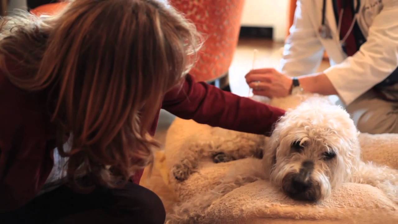 How to care for your geriatric dog - pet tips from the House Call Vet ...