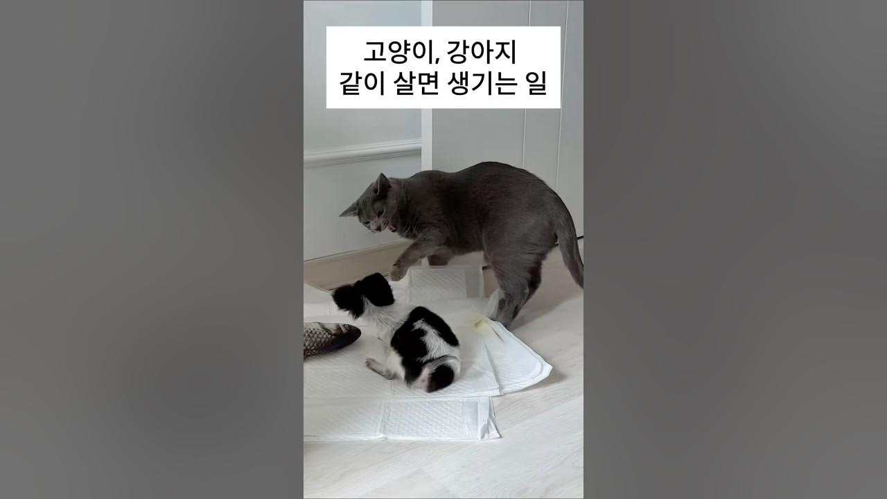 고양이 강아지가 같이 살면 생기는 일 Youtube