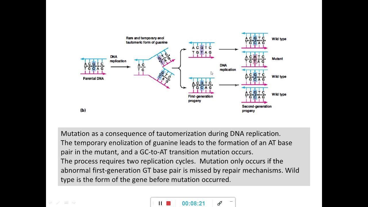 mutations 4-spontaneous mutations/tautomerism - YouTube