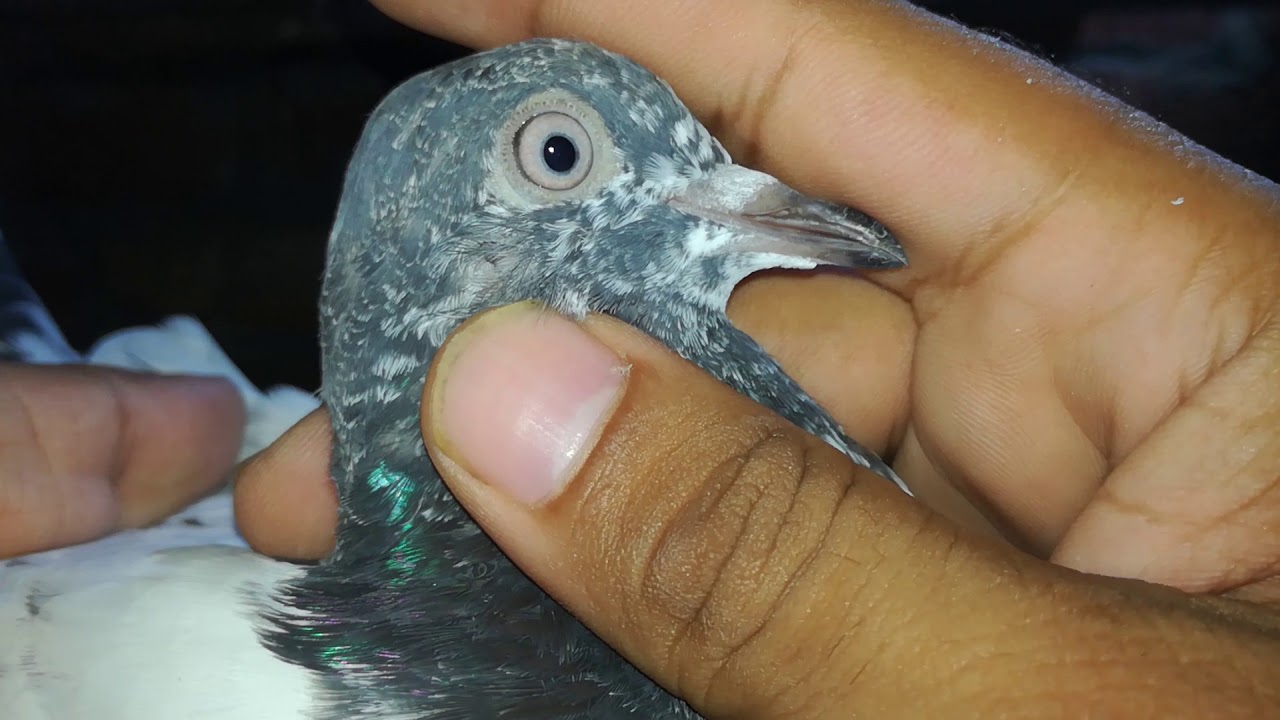 Teddy Pigeon || Teddy Kabootar || Kabootar Bazi || - YouTube