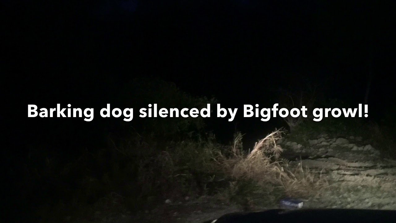 Barking dog suddenly silenced by a menacing bigfoot growl - YouTube