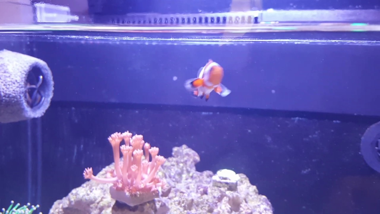 Sick clownfish Ich, Brook or MV? - YouTube
