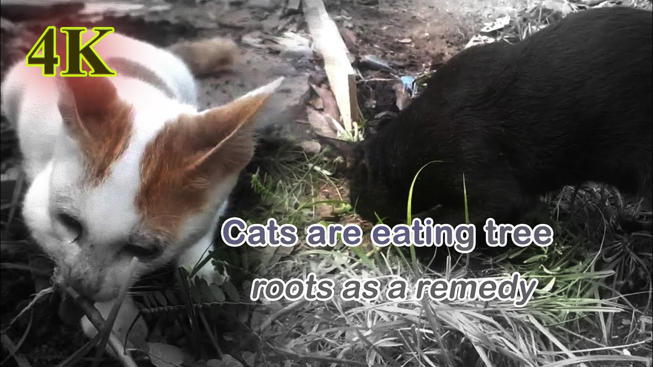 Cats are eating tree roots as a remedy🐈🥰🥰 | #Diana-videos #cat #cute # ...
