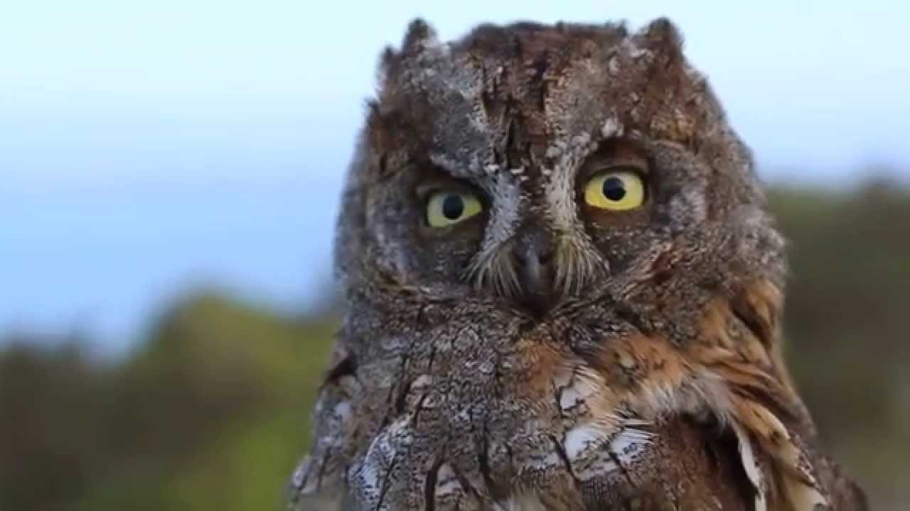 Autillo, Scops Owl (Otus scops) en Isla Grosa (Murcia) (1). - YouTube