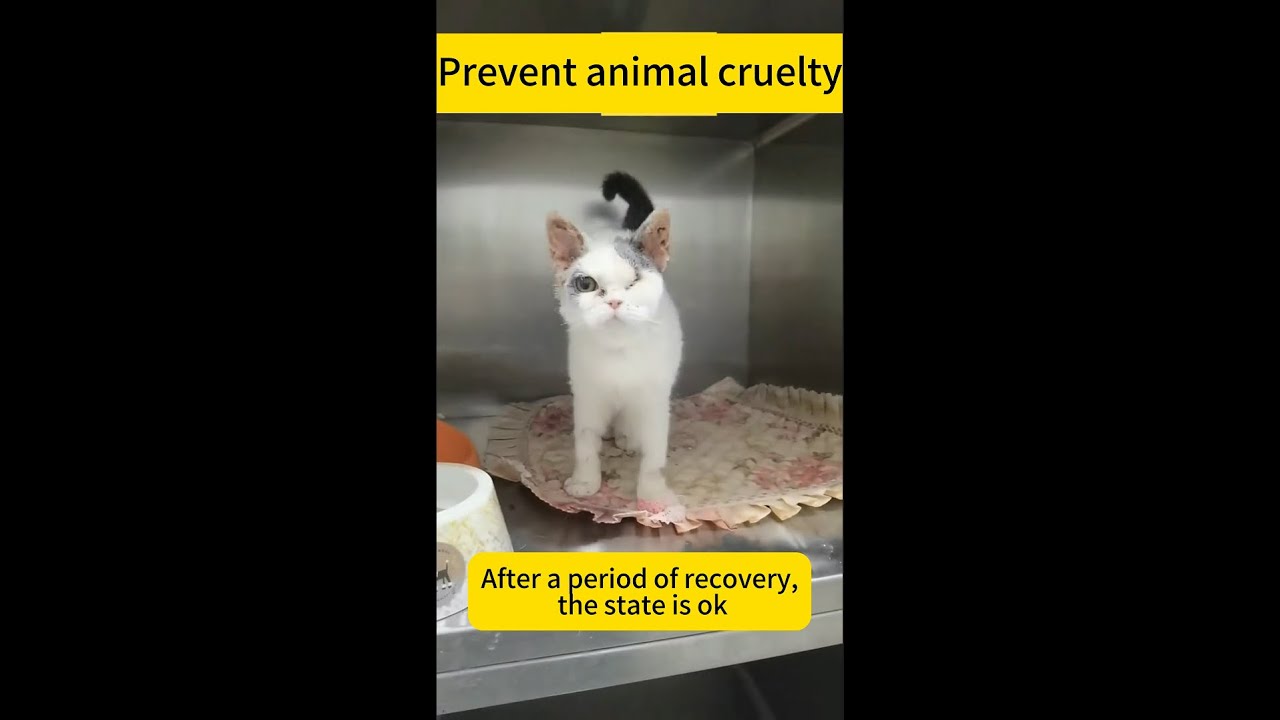 Injured Stray Cat with Infected Eyes: Stop Animal Abuse, Reduce ...