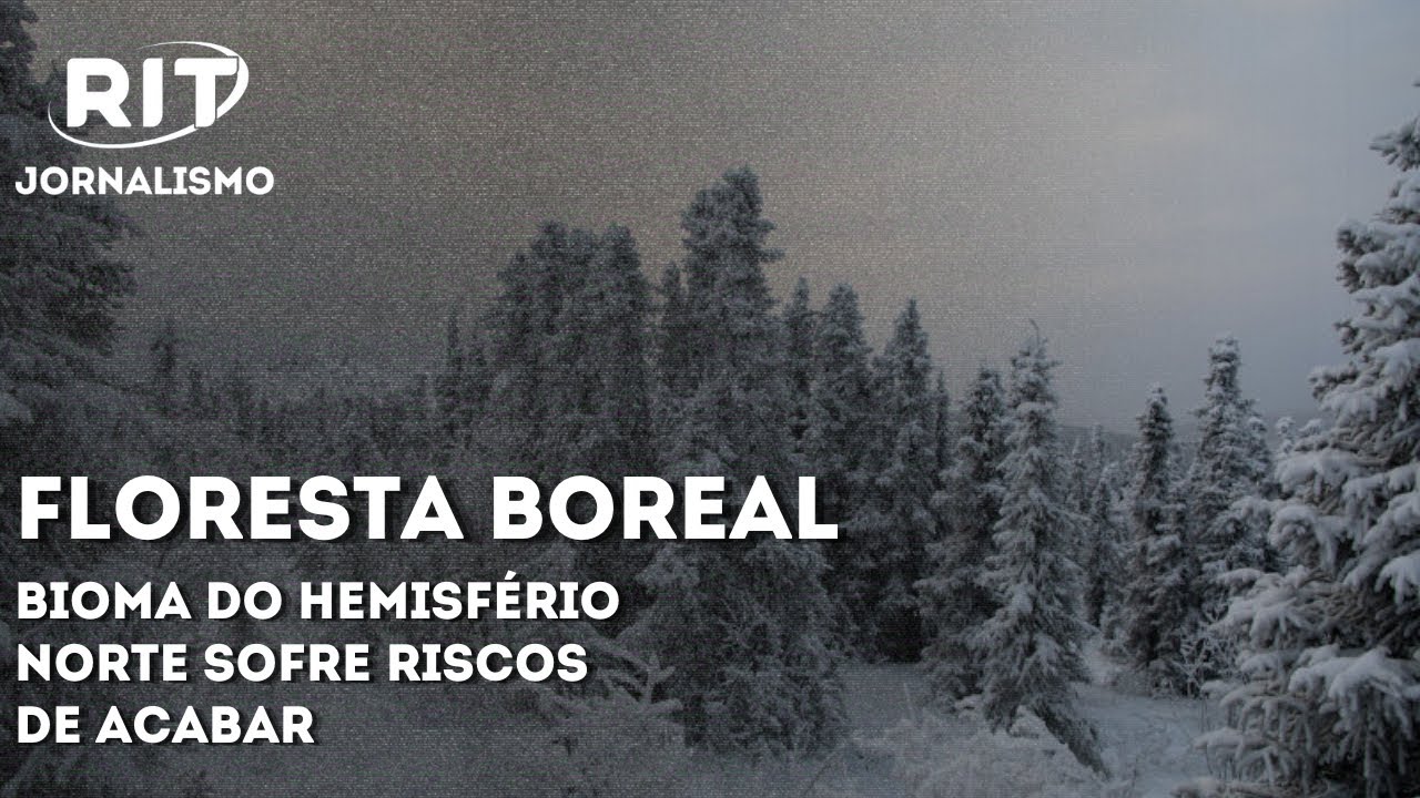 Floresta boreal: bioma do hemisfério norte sofre riscos de acabar - YouTube
