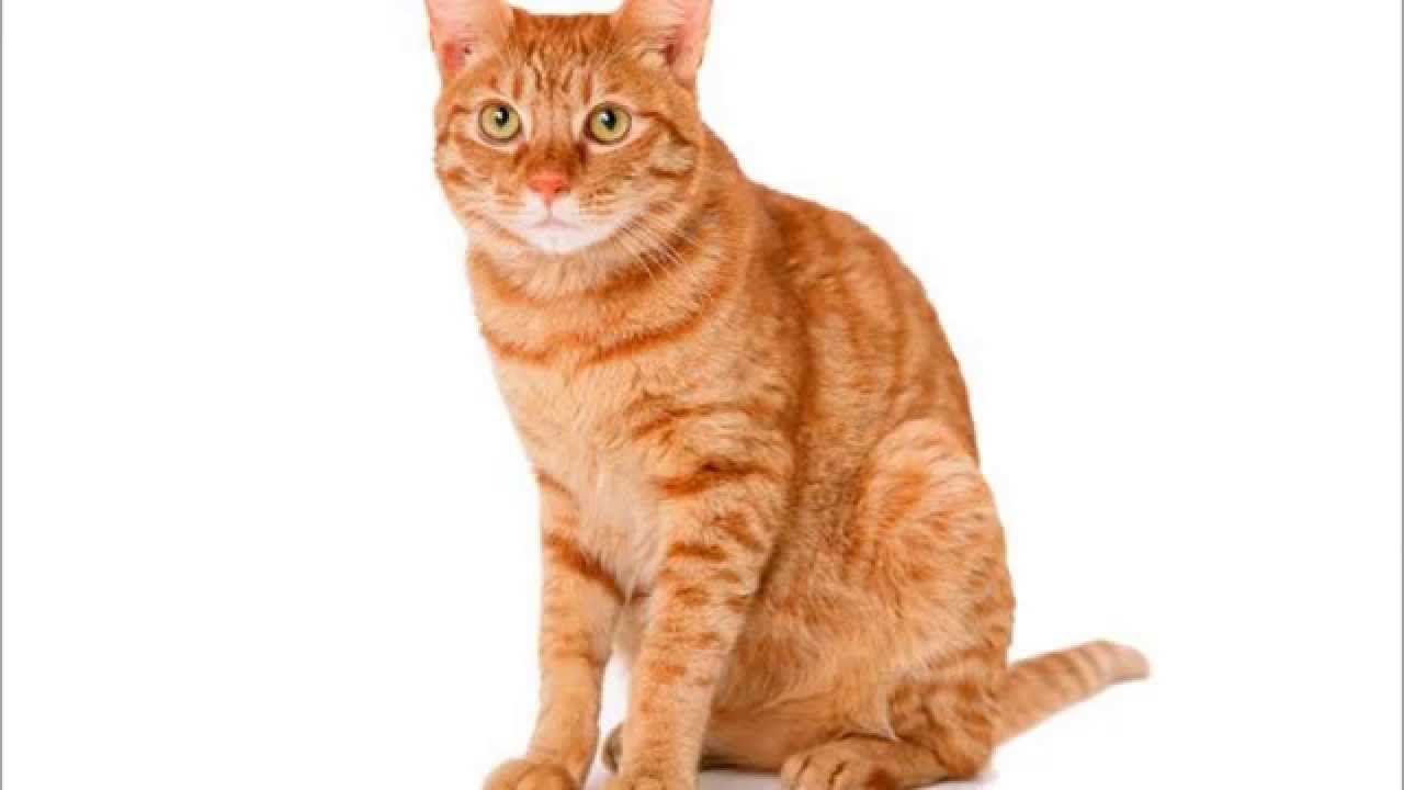 Teaching Animals To Young Learners Of English As A Foreign Language teaching-animals-to-young-learners-of-english-as-a-foreign-language