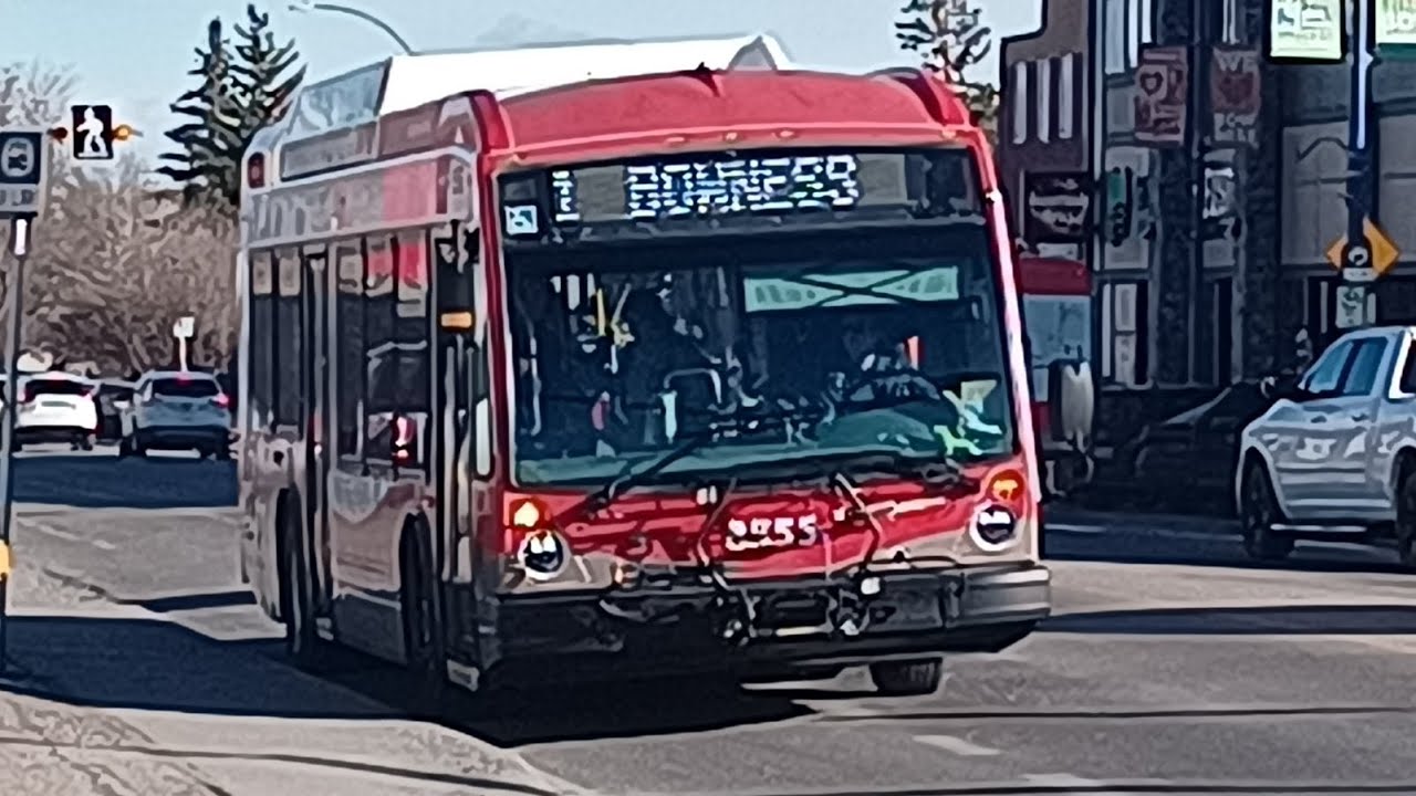 Calgary Transit #8555 Nova Bus LFS CNG as Route 1 to Bowness #2 - YouTube