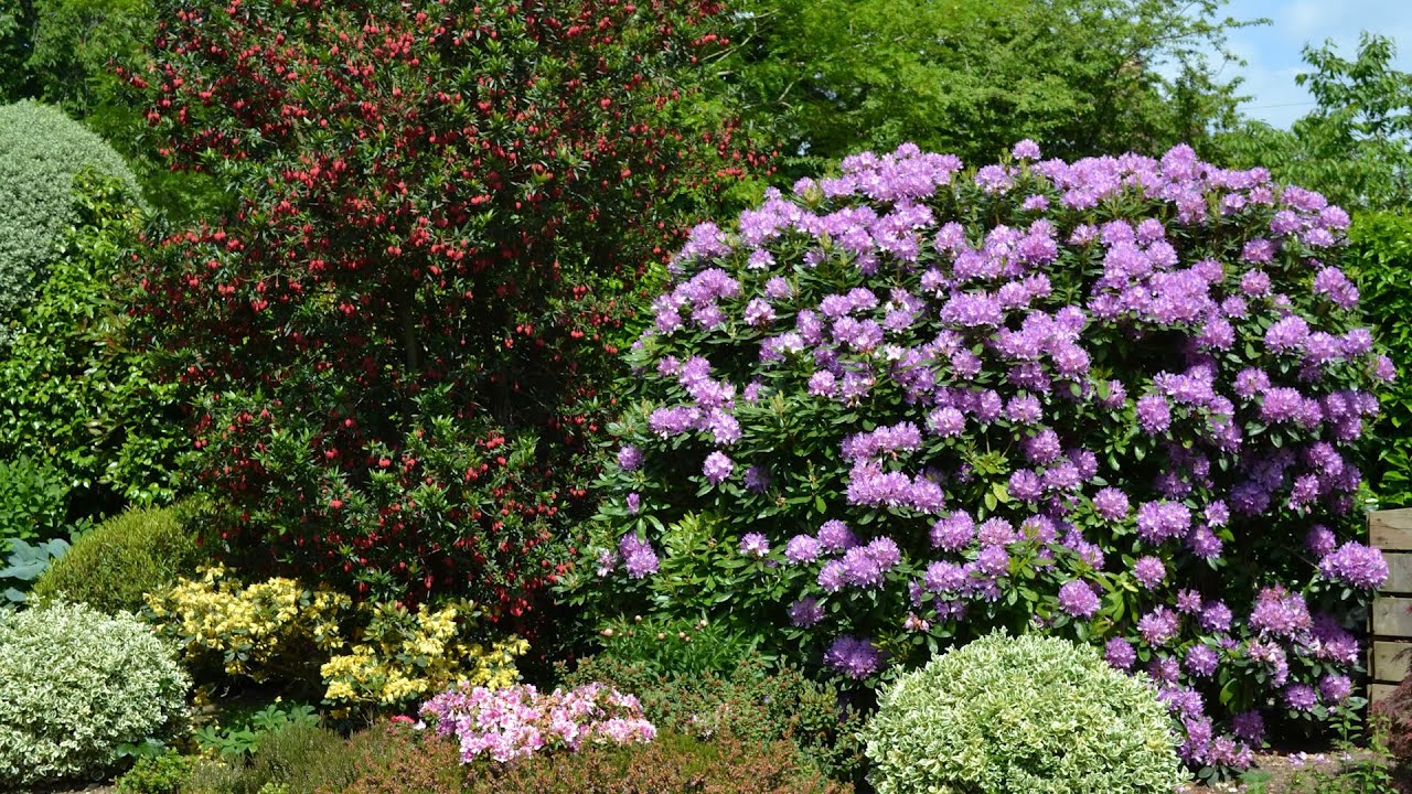 Cheap Way How To Feed/Fertilize Your Rhododendron - YouTube