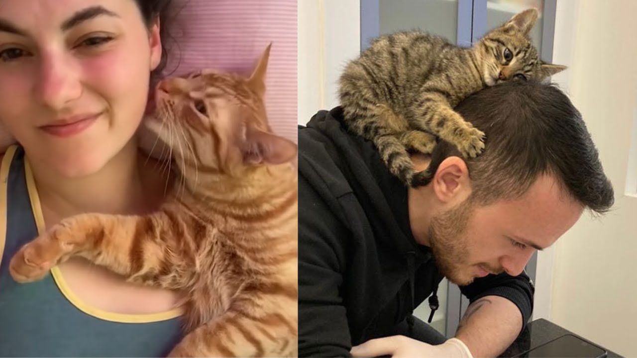 Super FUNNY CAT And THEIR OWNER VIDEOS! 😹😺Cute Cats and Human ️ - YouTube