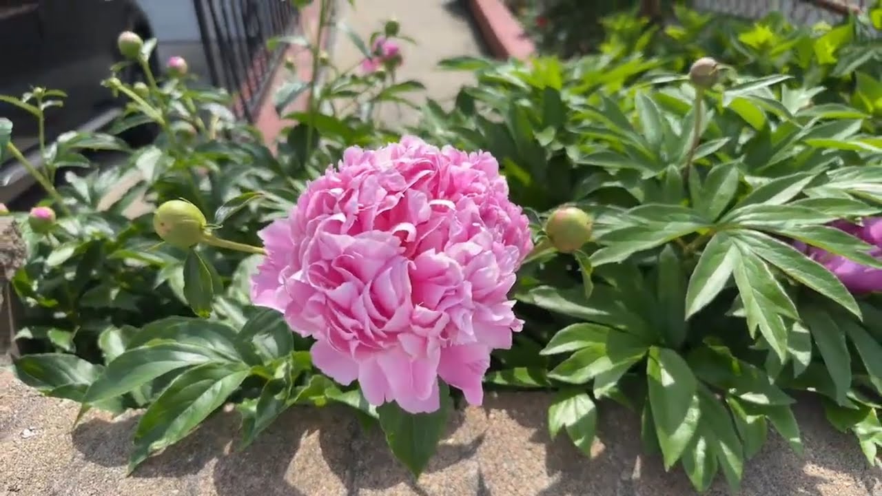 NYC LIVE: Morning walk, and chat with Danette. Day 5 - YouTube