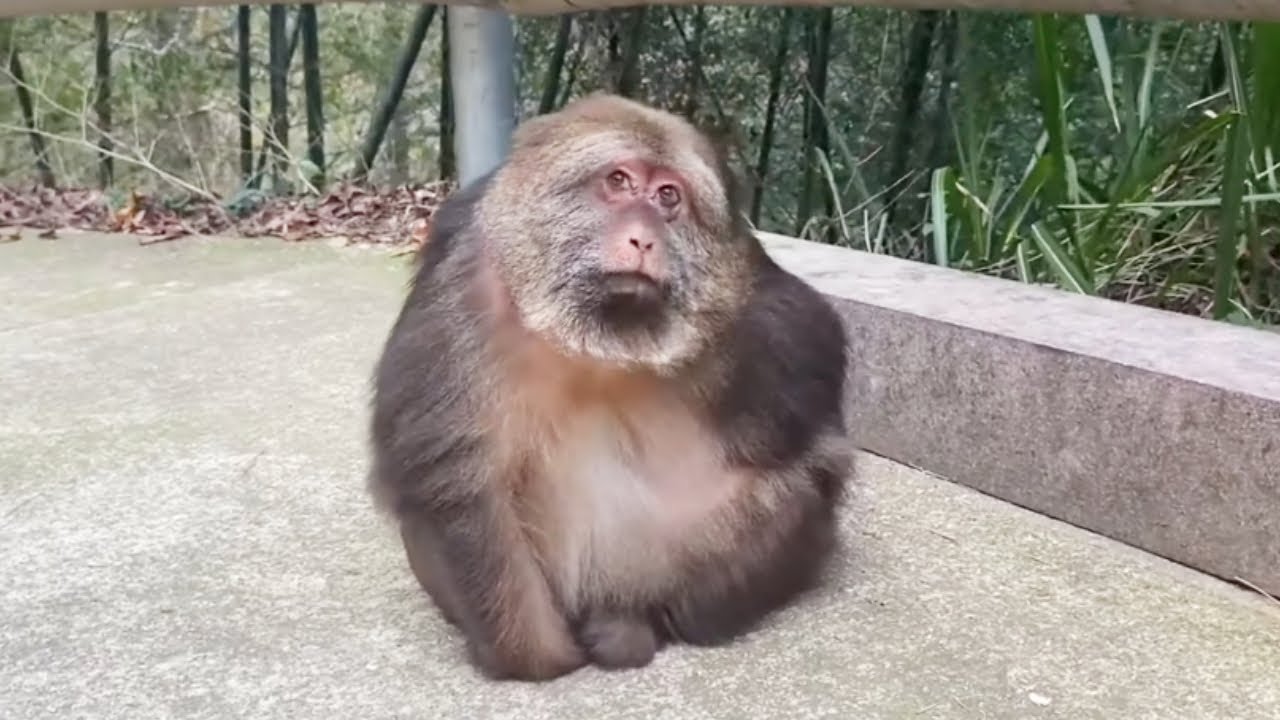 The One Armed Monkey Needs Companionship, It No Longer Has A Home - YouTube