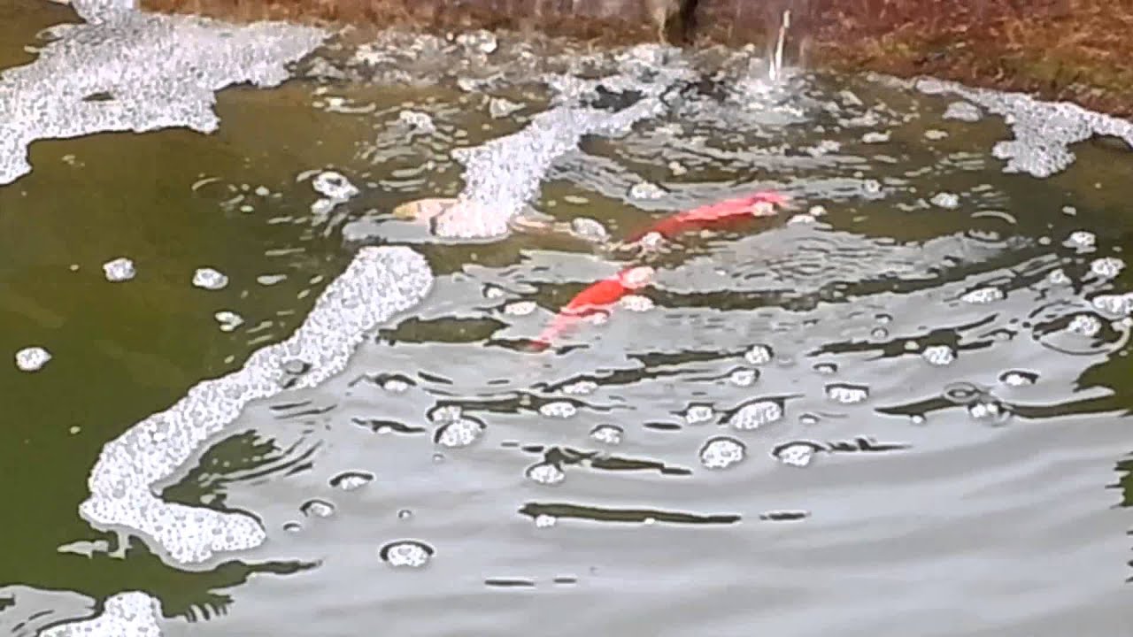 Goldfish Like The Waterfall - YouTube