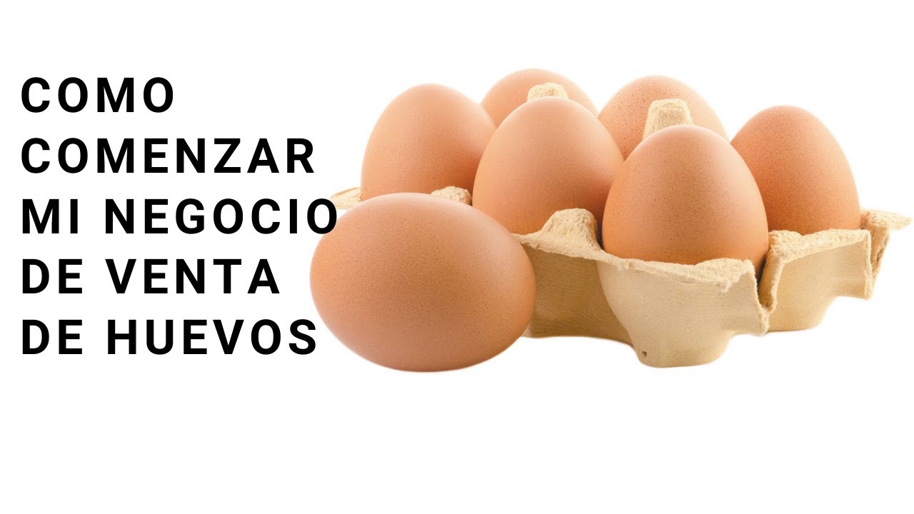 Como comenzar mi negocio de venta de huevos - YouTube