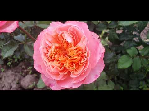 EDROSES/Троянда 🌹 Едіт (Edith) , David Austin Roses , 2015. Зрізкова ...